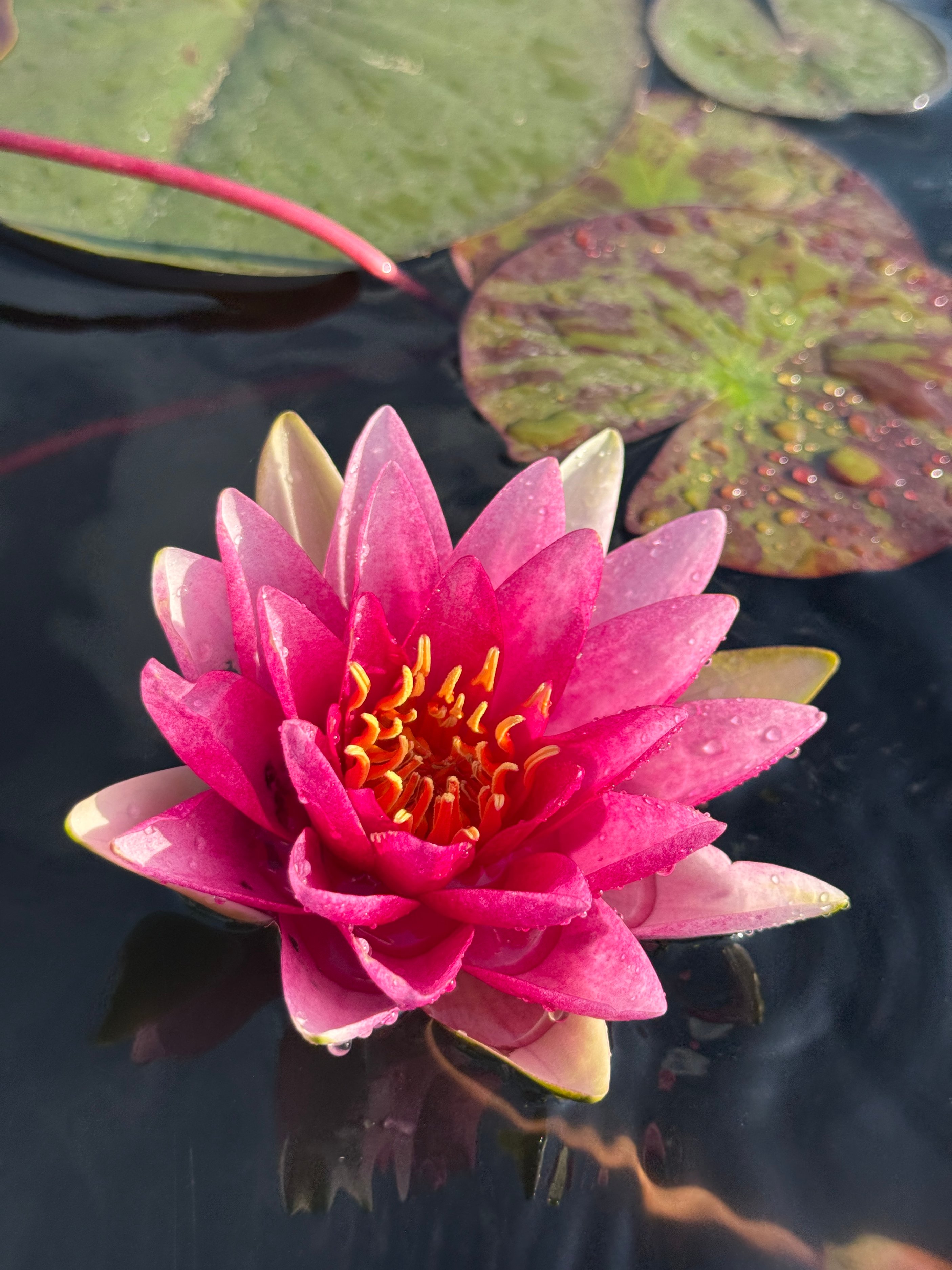 North Haven Gardens | Dallas’ Premier Nursery & Garden Center