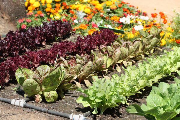 Spring Planting Guide for Texas | North Haven Gardens