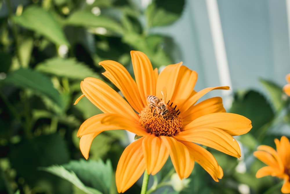How to Start a Garden of Texas Native Pollinator Plants