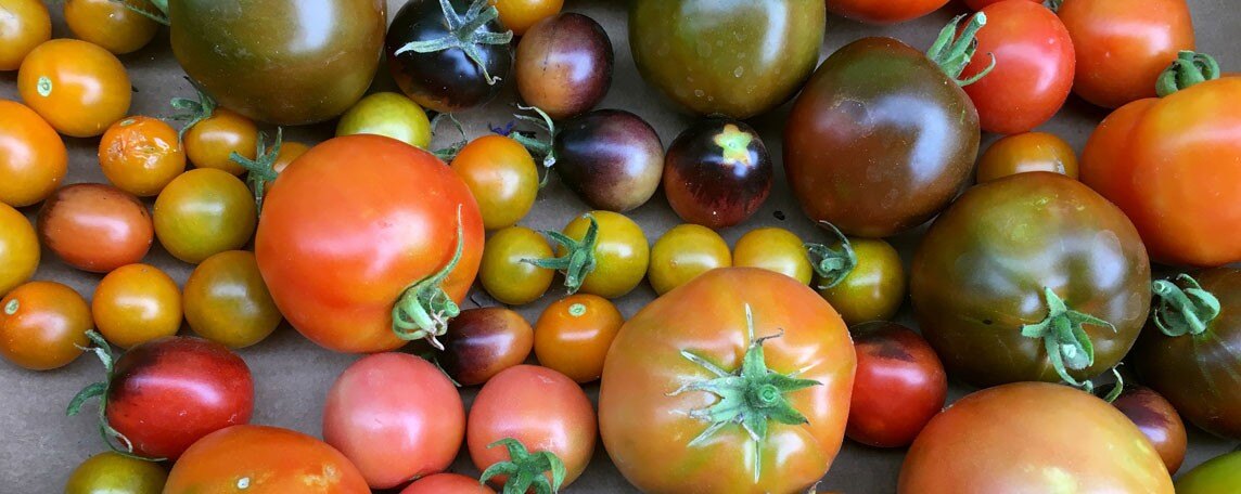 Want Fresh Tomatoes? Plant Now! | North Haven Gardens